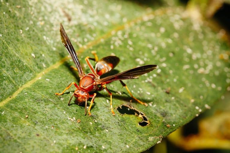 Easy Wasp Identification: A Visual Guide to 19 Common Types of Wasps ...