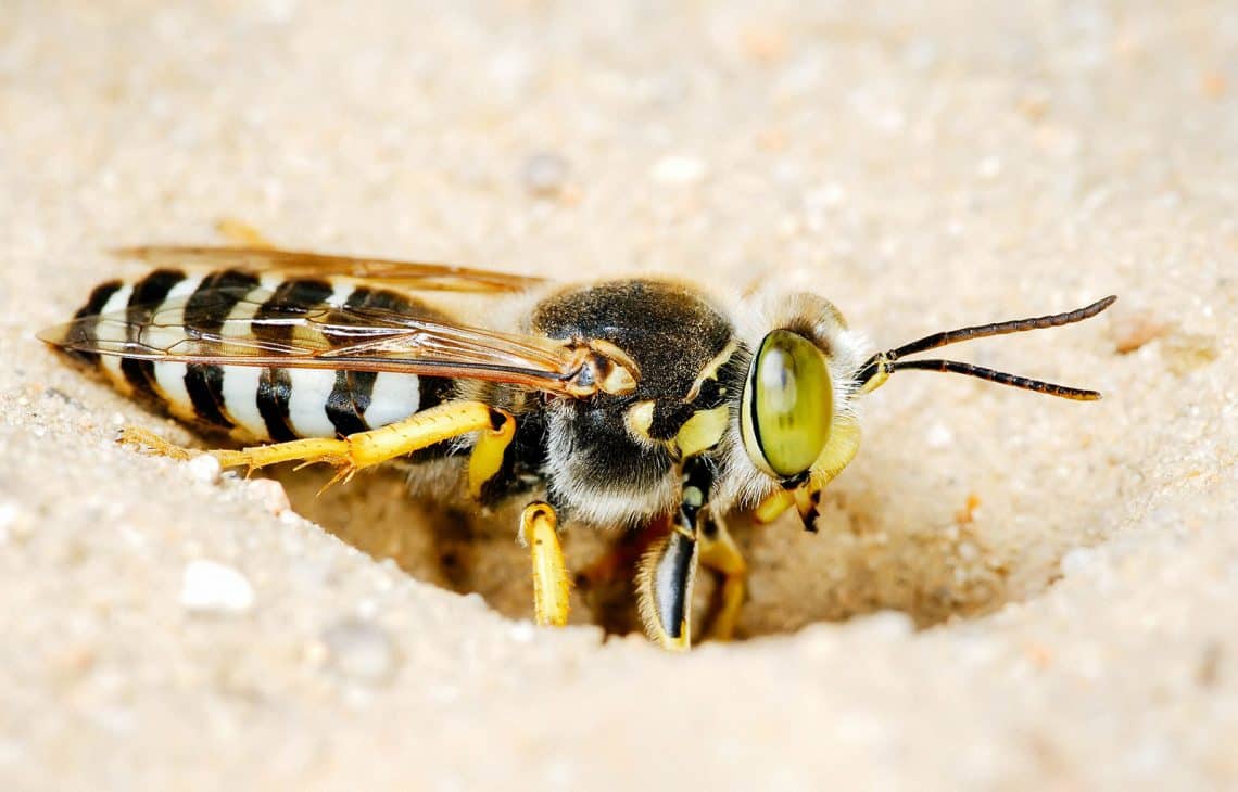 Easy Wasp Identification: A Visual Guide to 19 Common Types of Wasps ...