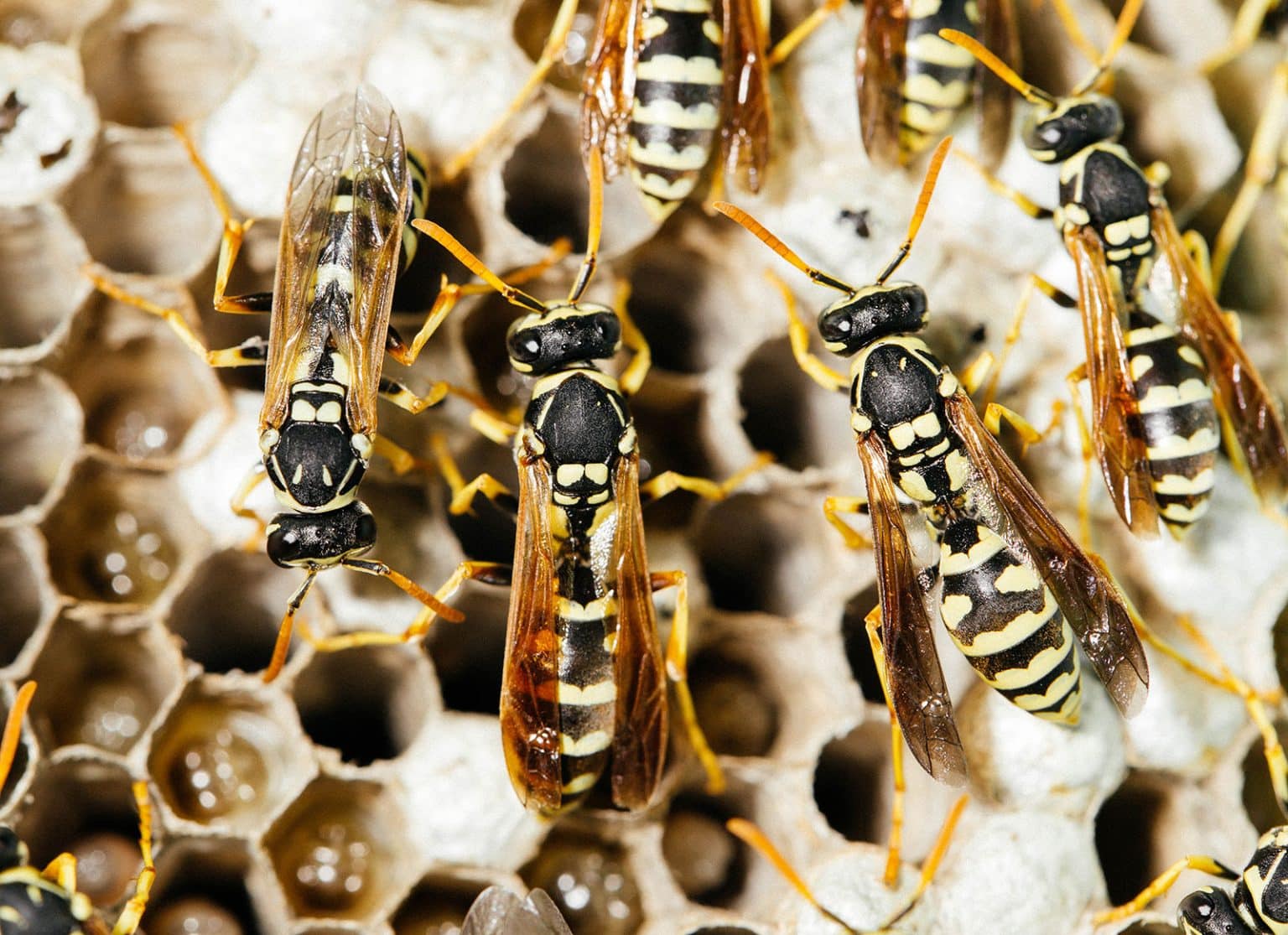 Easy Wasp Identification: A Visual Guide to 19 Common Types of Wasps ...