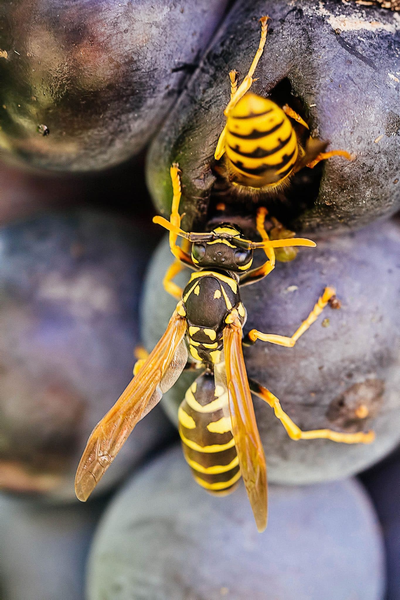 Easy Wasp Identification: A Visual Guide to 19 Common Types of Wasps ...