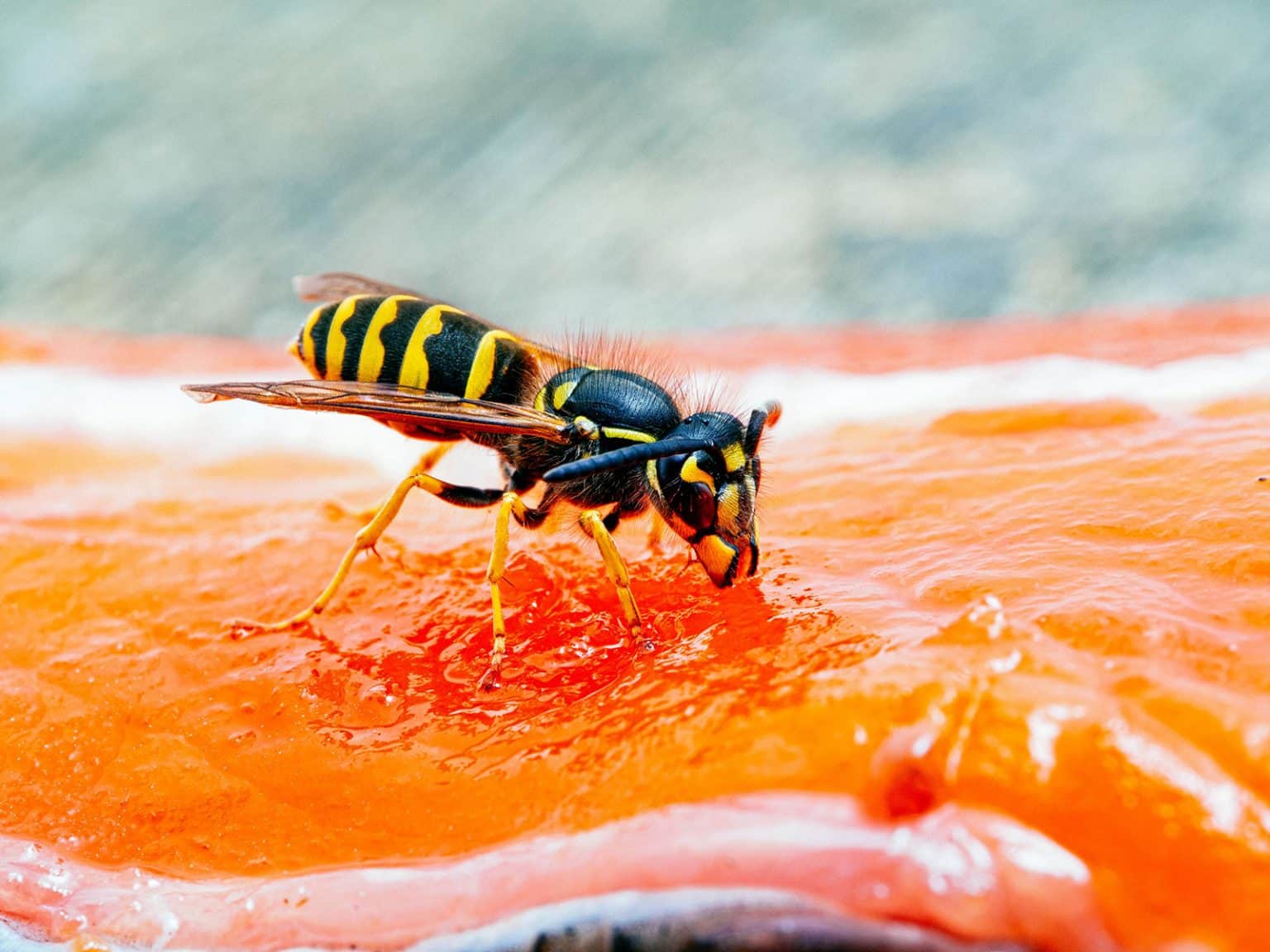 Easy Wasp Identification: A Visual Guide to 19 Common Types of Wasps ...