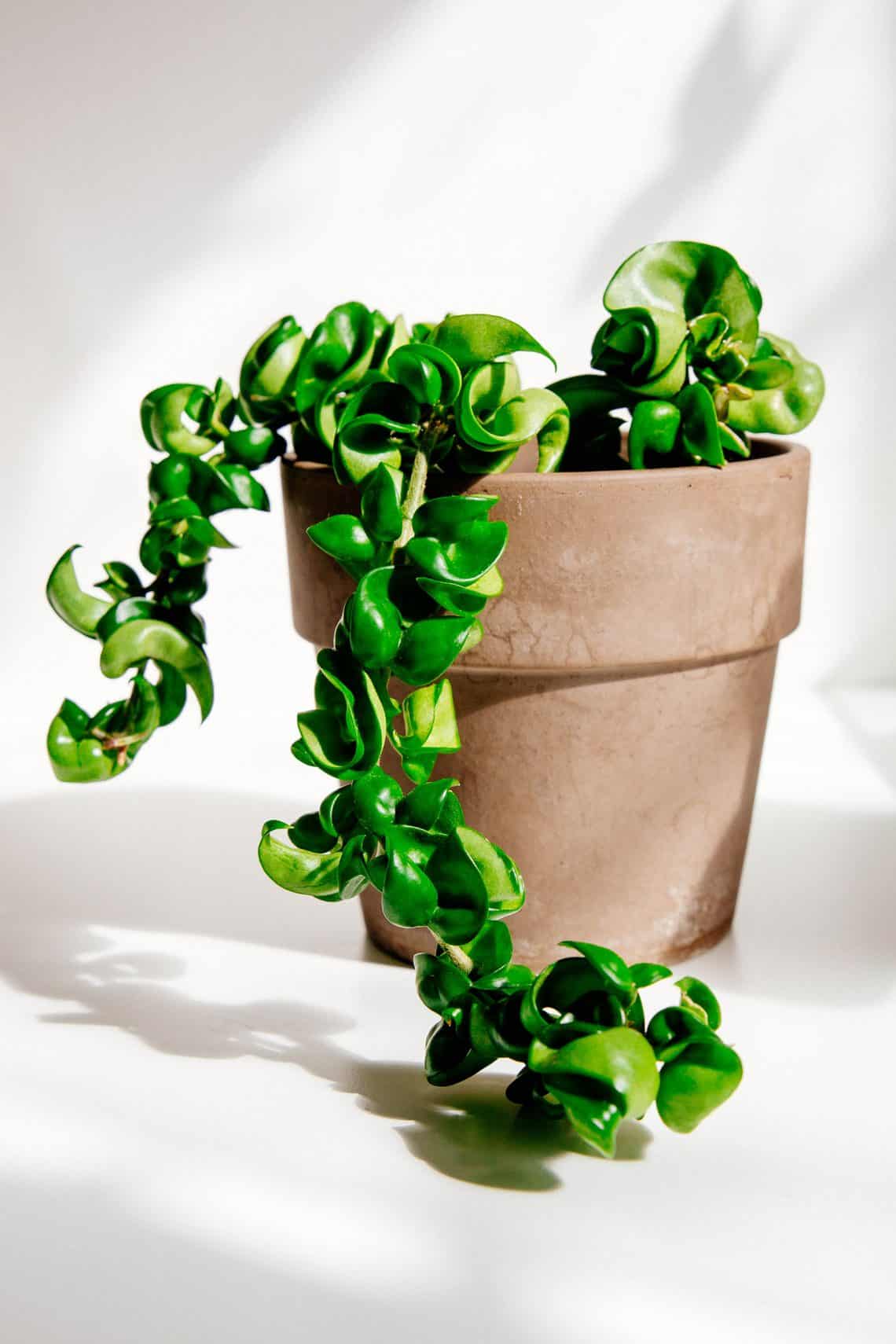 Hoya Carnosa Care Made Easy: A Top-to-Bottom Guide to Wax Plants ...