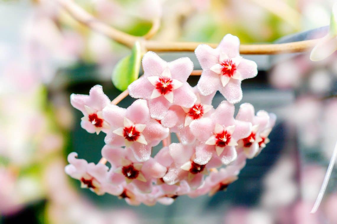 Hoya Carnosa Care Made Easy: A Top-to-Bottom Guide to Wax Plants ...