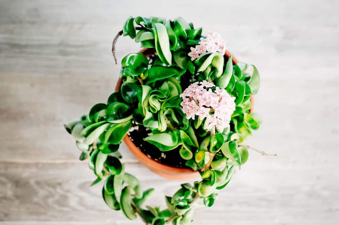 Hoya Carnosa Care Made Easy: A Top-to-Bottom Guide to Wax Plants ...