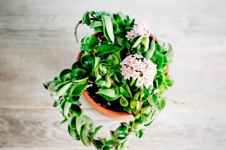 Hoya Carnosa Care Made Easy: A Top-to-Bottom Guide to Wax Plants ...