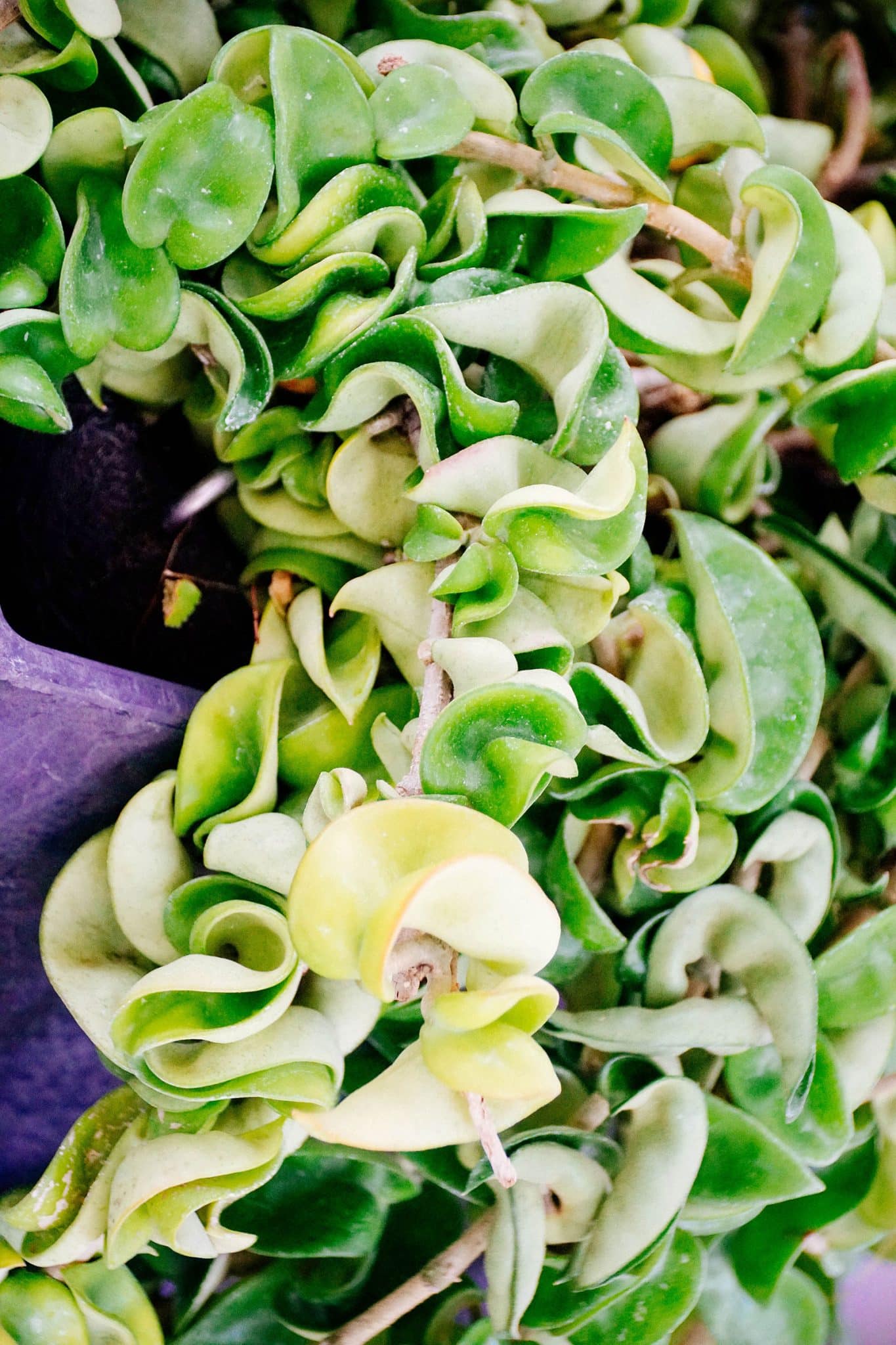 Hoya Carnosa Care Made Easy: A Top-to-Bottom Guide to Wax Plants - Garden Betty