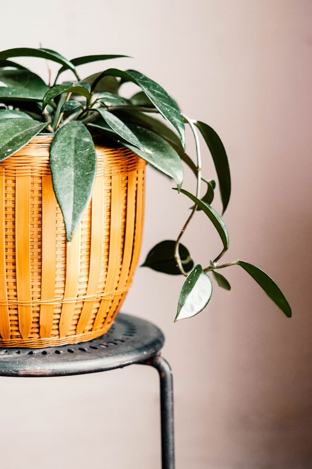 13 Beautiful Beginner-Friendly Hoya Varieties to Collect - Garden Betty