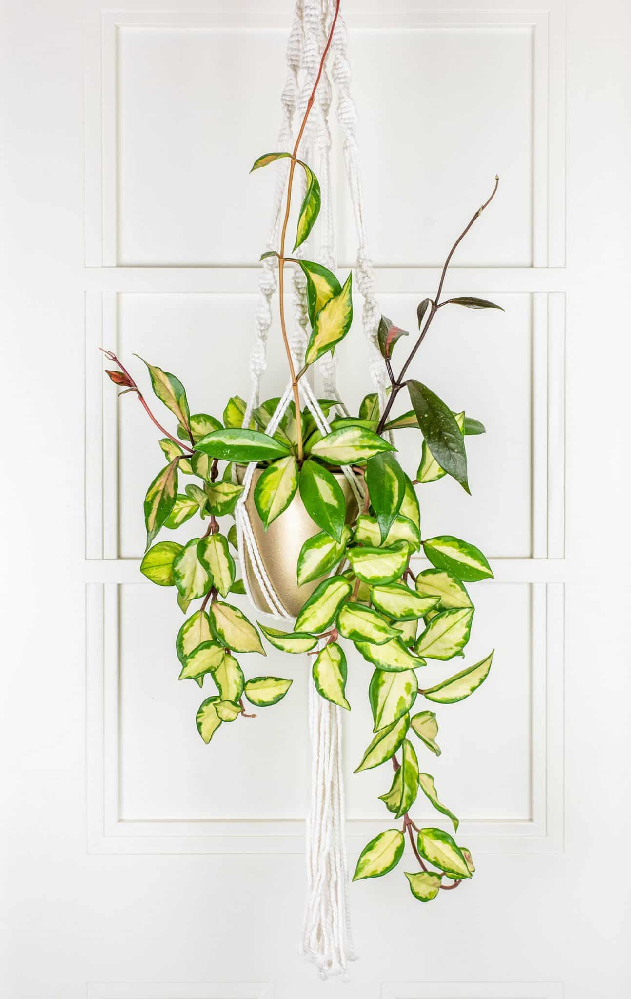 13 Beautiful Beginner-Friendly Hoya Varieties to Collect - Garden Betty