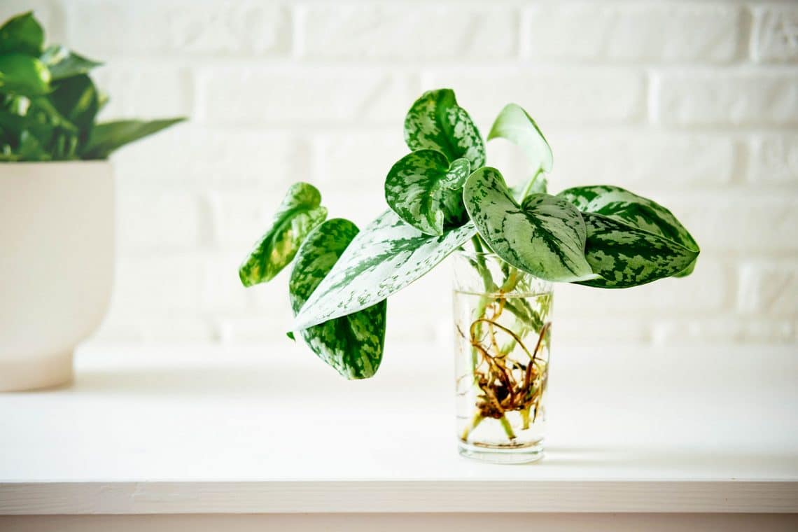 How to Care for Scindapsus Pictus—The Satin Pothos That Isn't a Pothos ...