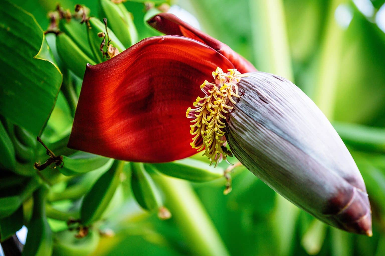 Banana Flowers Are an Unexpected Superfood You Should Start Eating ...