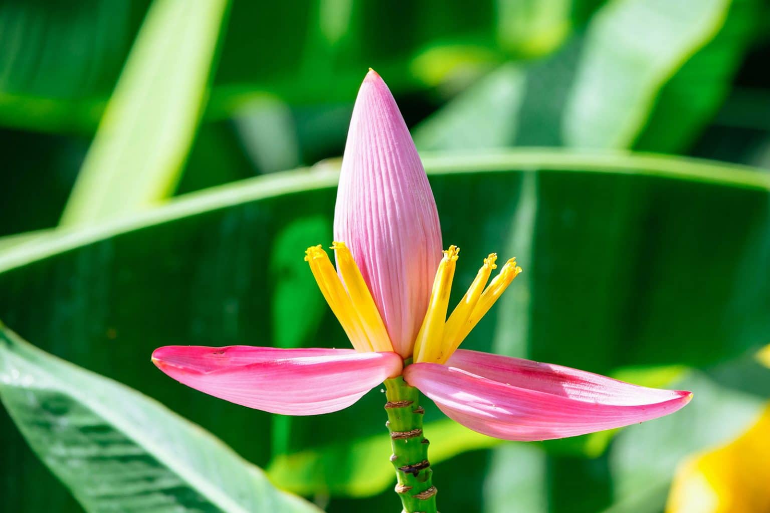 Banana Flowers Are an Unexpected Superfood You Should Start Eating ...