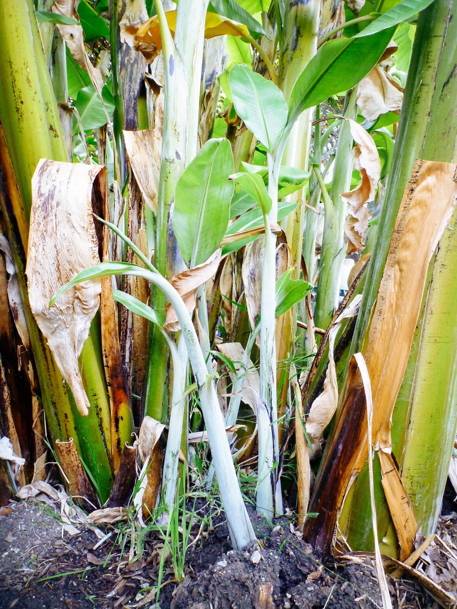 All the Jungle Feels: Grow Your Own Banana Plant (Indoors or Outdoors ...