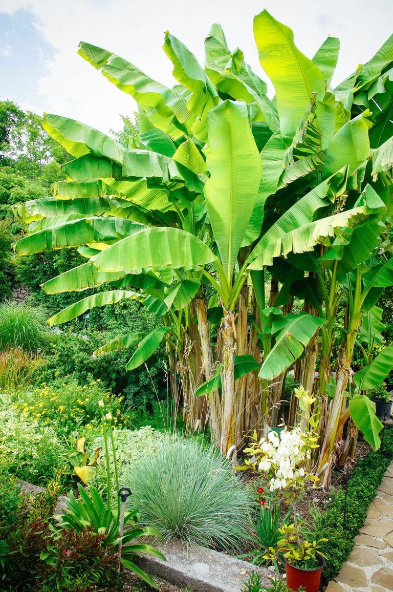 All the Jungle Feels: Grow Your Own Banana Plant (Indoors or Outdoors ...
