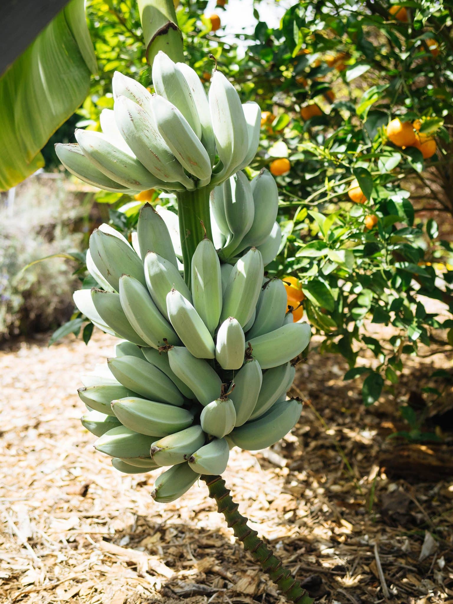 All the Jungle Feels: Grow Your Own Banana Plant (Indoors or Outdoors ...