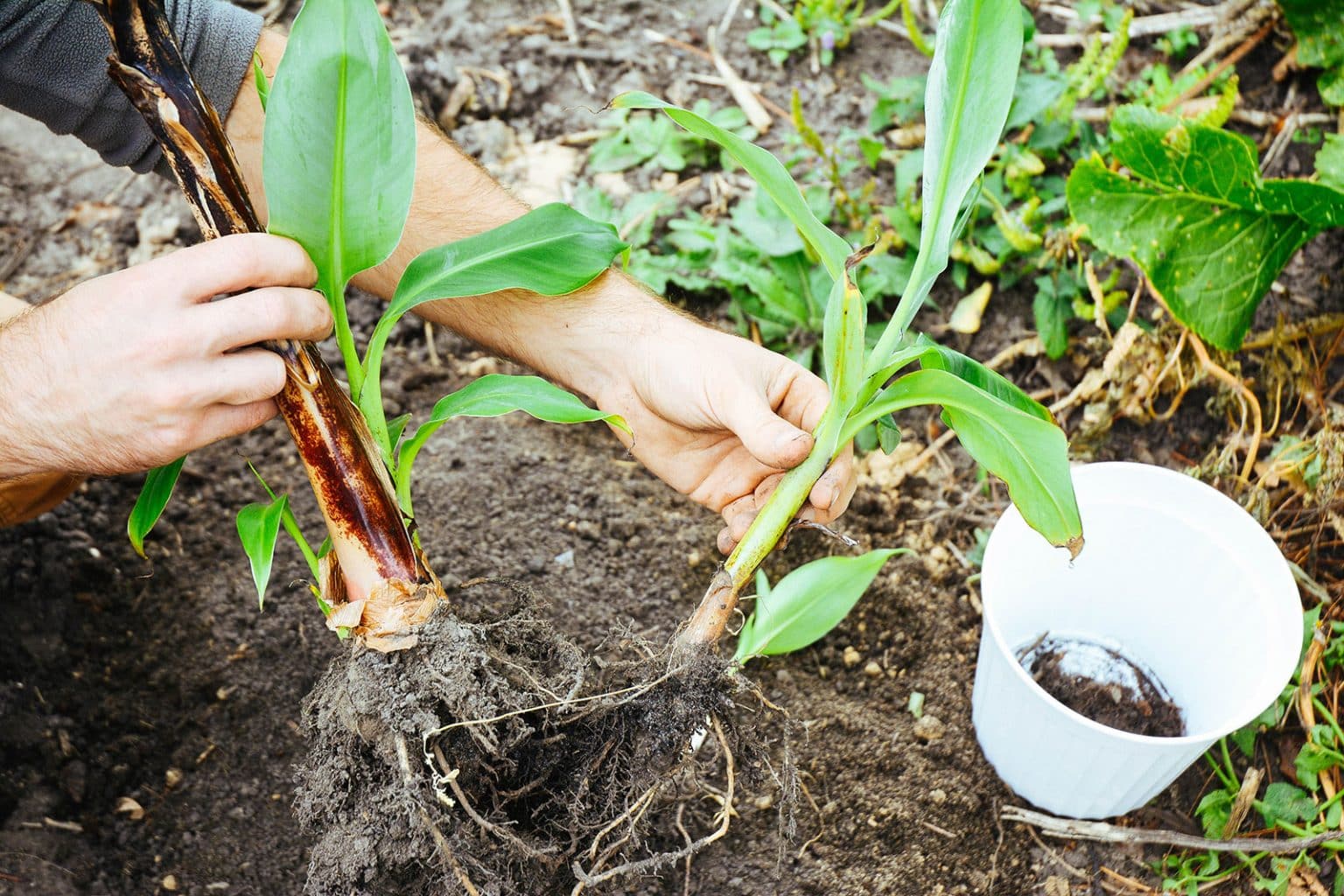 All the Jungle Feels: Grow Your Own Banana Plant (Indoors or Outdoors ...
