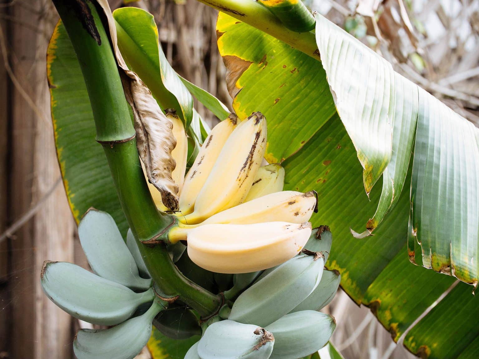 All the Jungle Feels: Grow Your Own Banana Plant (Indoors or Outdoors ...