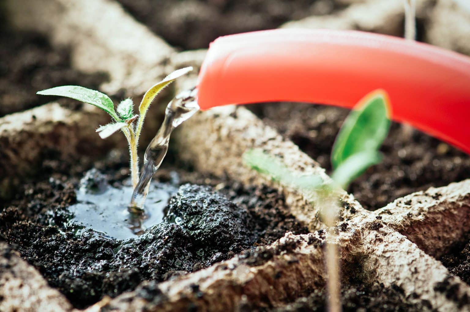 Don't Make These 12 Common Seed Starting Mistakes—What To Do Instead ...