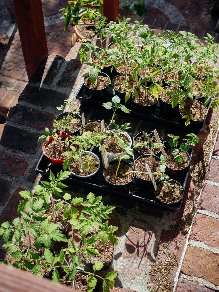 Don’t Make These 12 Common Seed Starting Mistakes—What To Do Instead ...