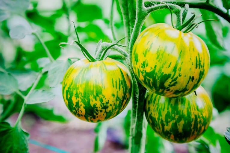 The 30 Best Tasting Heirloom Tomato Varieties (By Color!) - Garden Betty