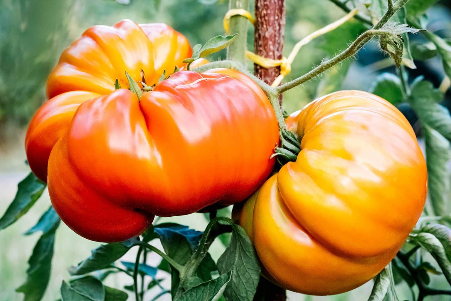 The 30 Best Tasting Heirloom Tomato Varieties (By Color!) – Garden Betty