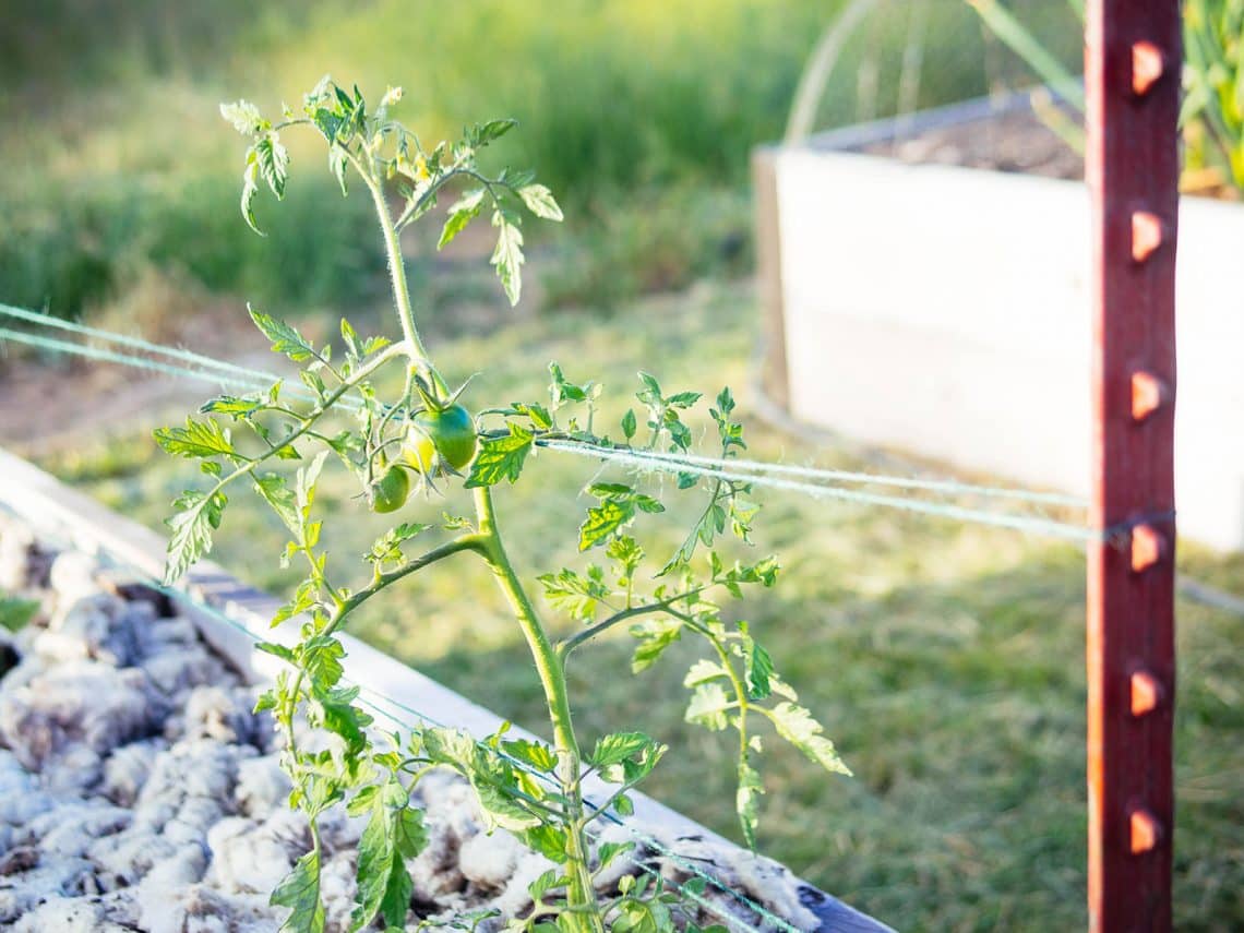 Florida Weave: A Better Way to Trellis Tomatoes - Garden Betty