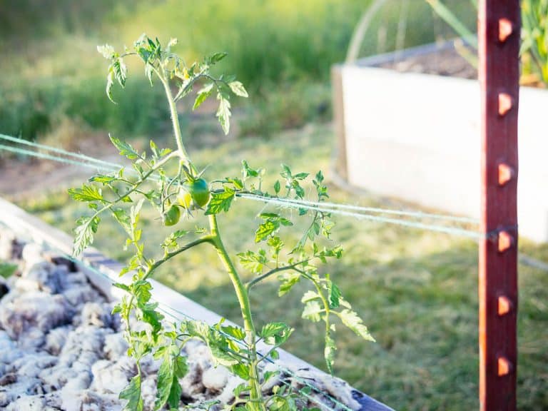 Florida Weave: A Better Way to Trellis Tomatoes - Garden Betty