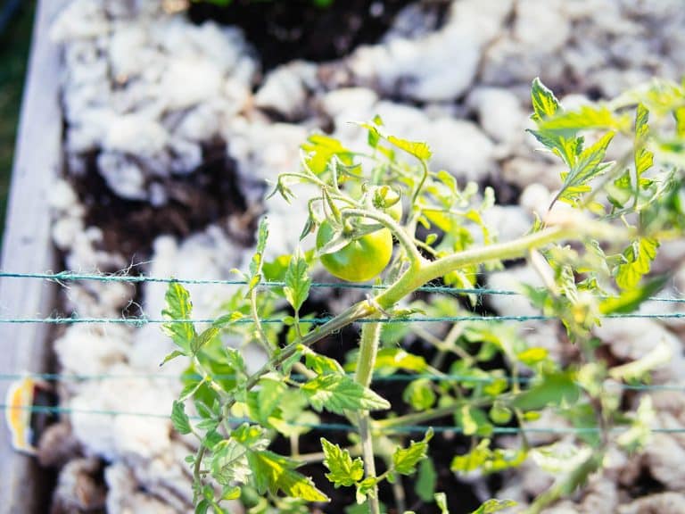 Florida Weave: A Better Way to Trellis Tomatoes - Garden Betty