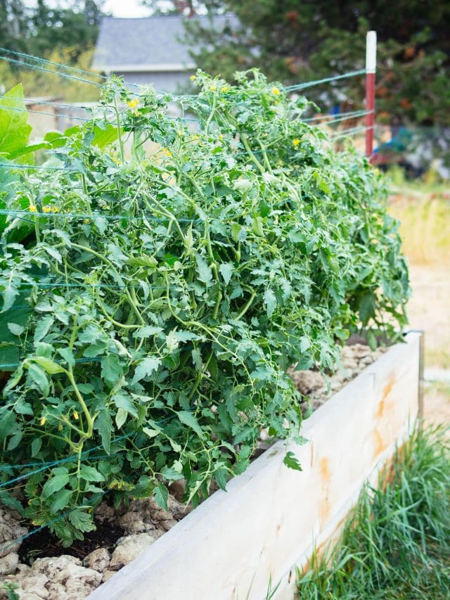 Florida Weave: A Better Way to Trellis Tomatoes - Garden Betty