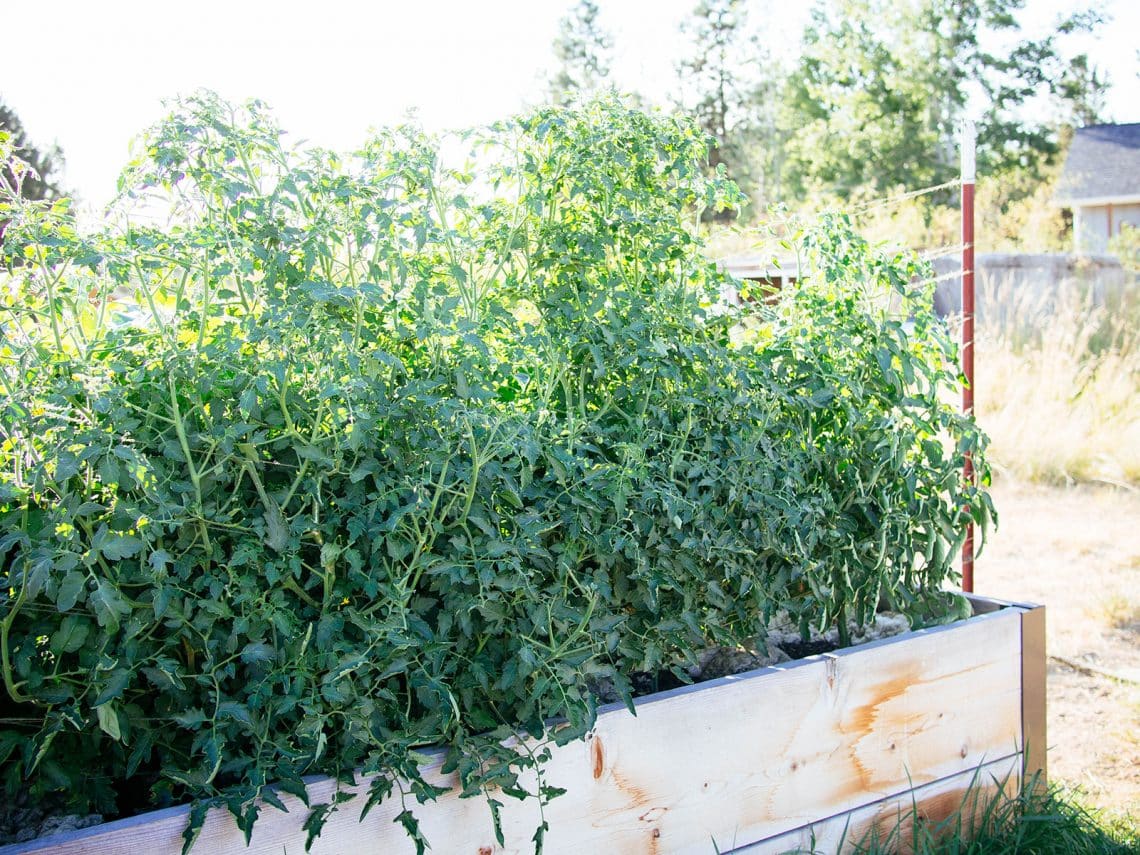 Florida Weave: A Better Way to Trellis Tomatoes - Garden Betty