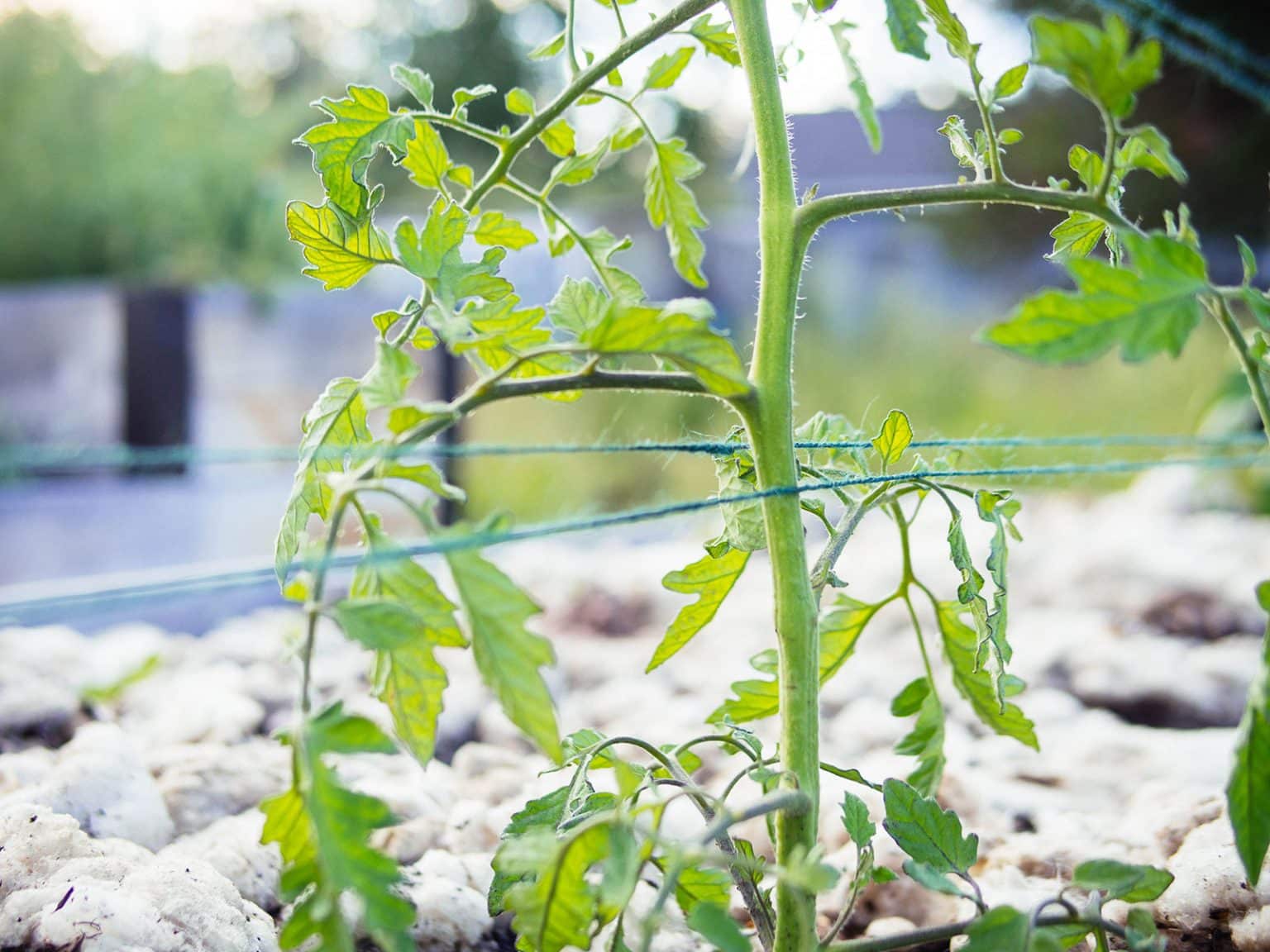 Florida Weave: A Better Way to Trellis Tomatoes - Garden Betty