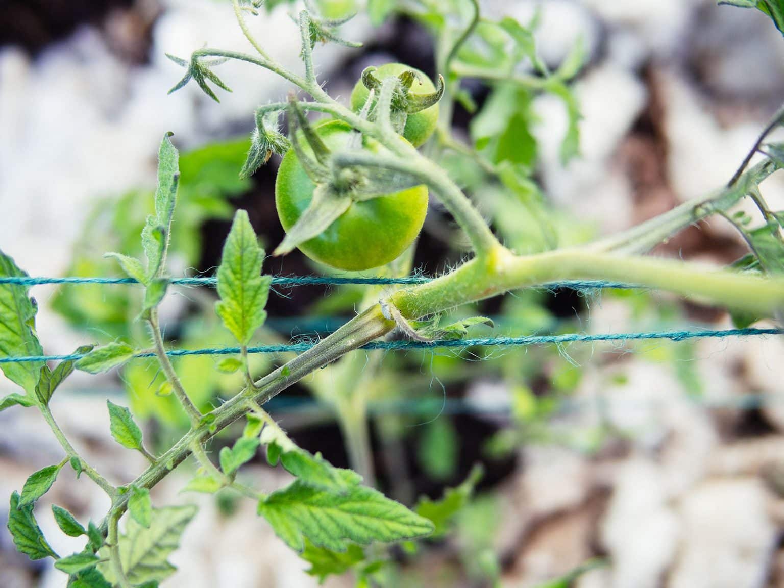 Florida Weave: A Better Way to Trellis Tomatoes - Garden Betty