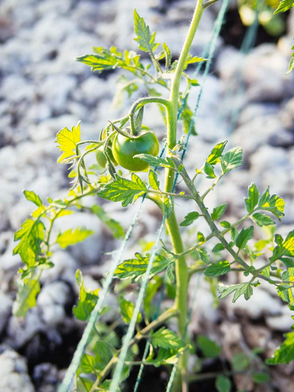 Florida Weave: A Better Way to Trellis Tomatoes - Garden Betty