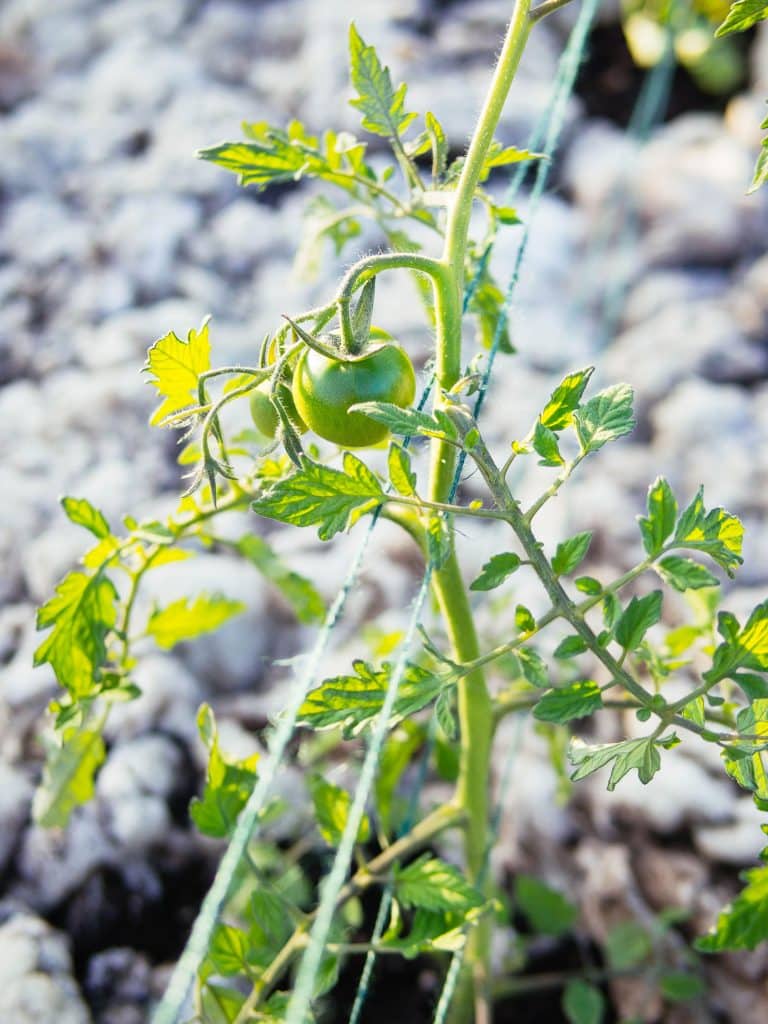 Florida Weave: A Better Way to Trellis Tomatoes - Garden Betty
