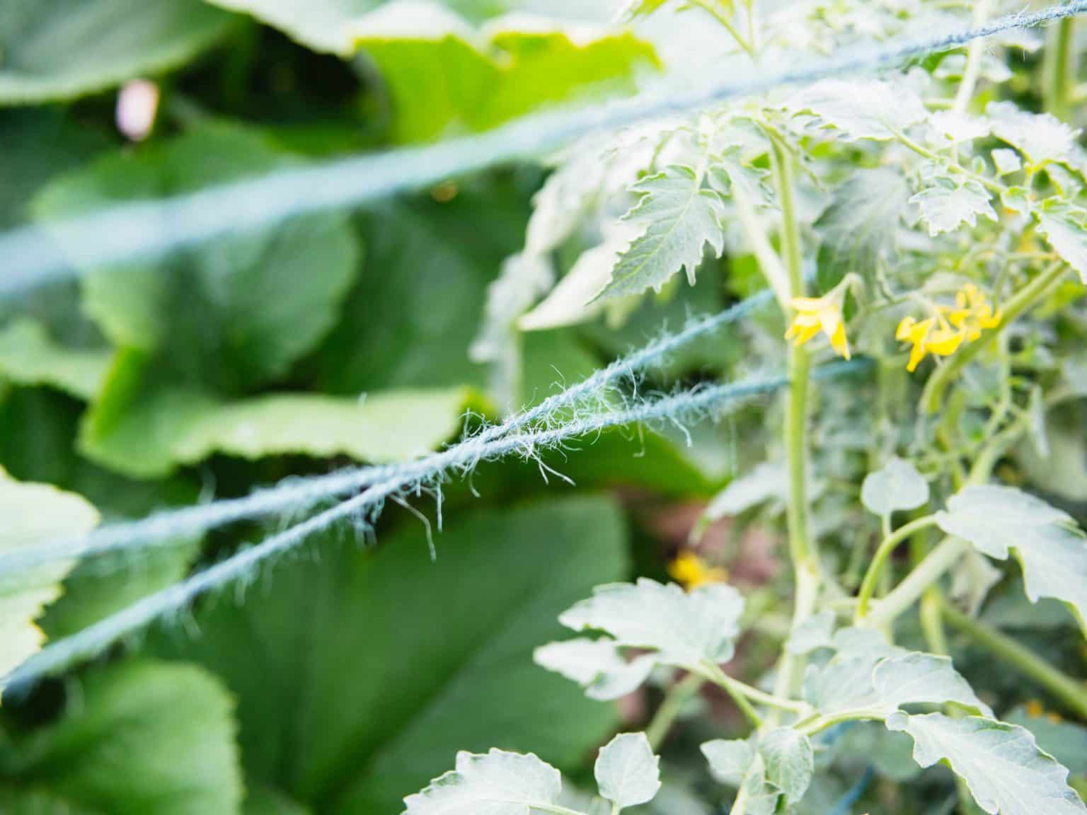 Florida Weave: A Better Way to Trellis Tomatoes - Garden Betty