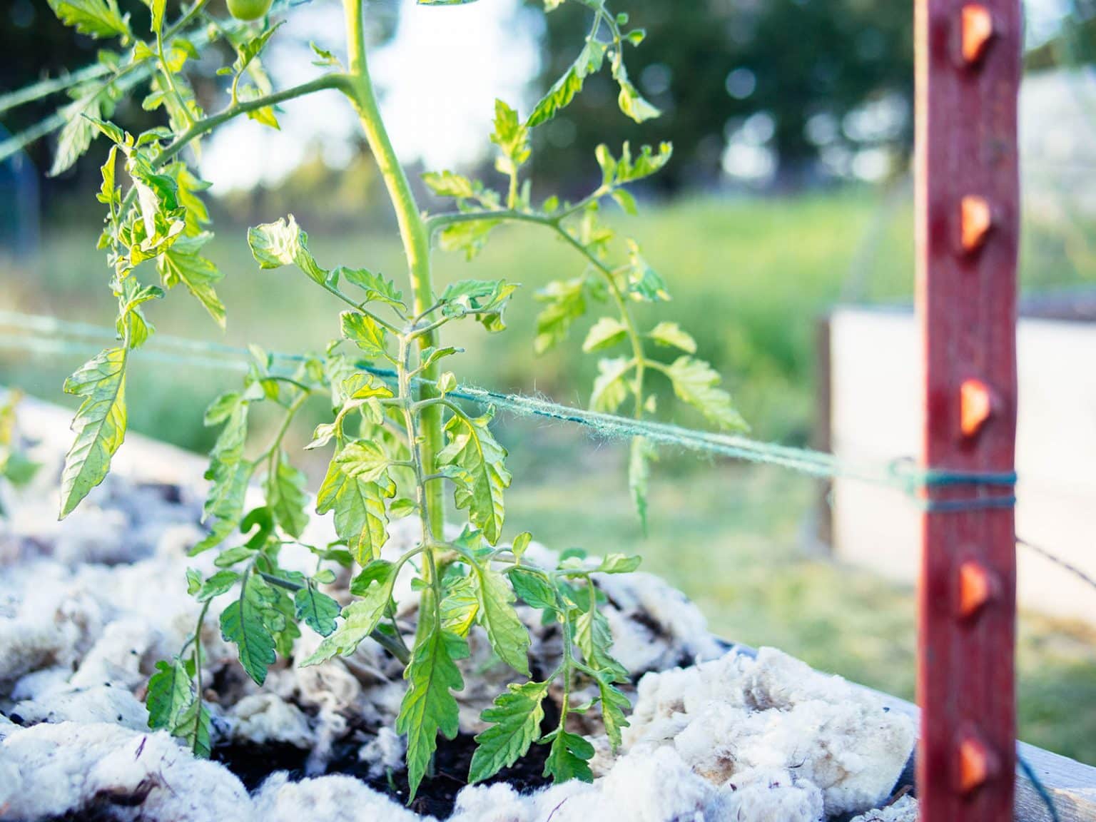 Florida Weave: A Better Way to Trellis Tomatoes - Garden Betty