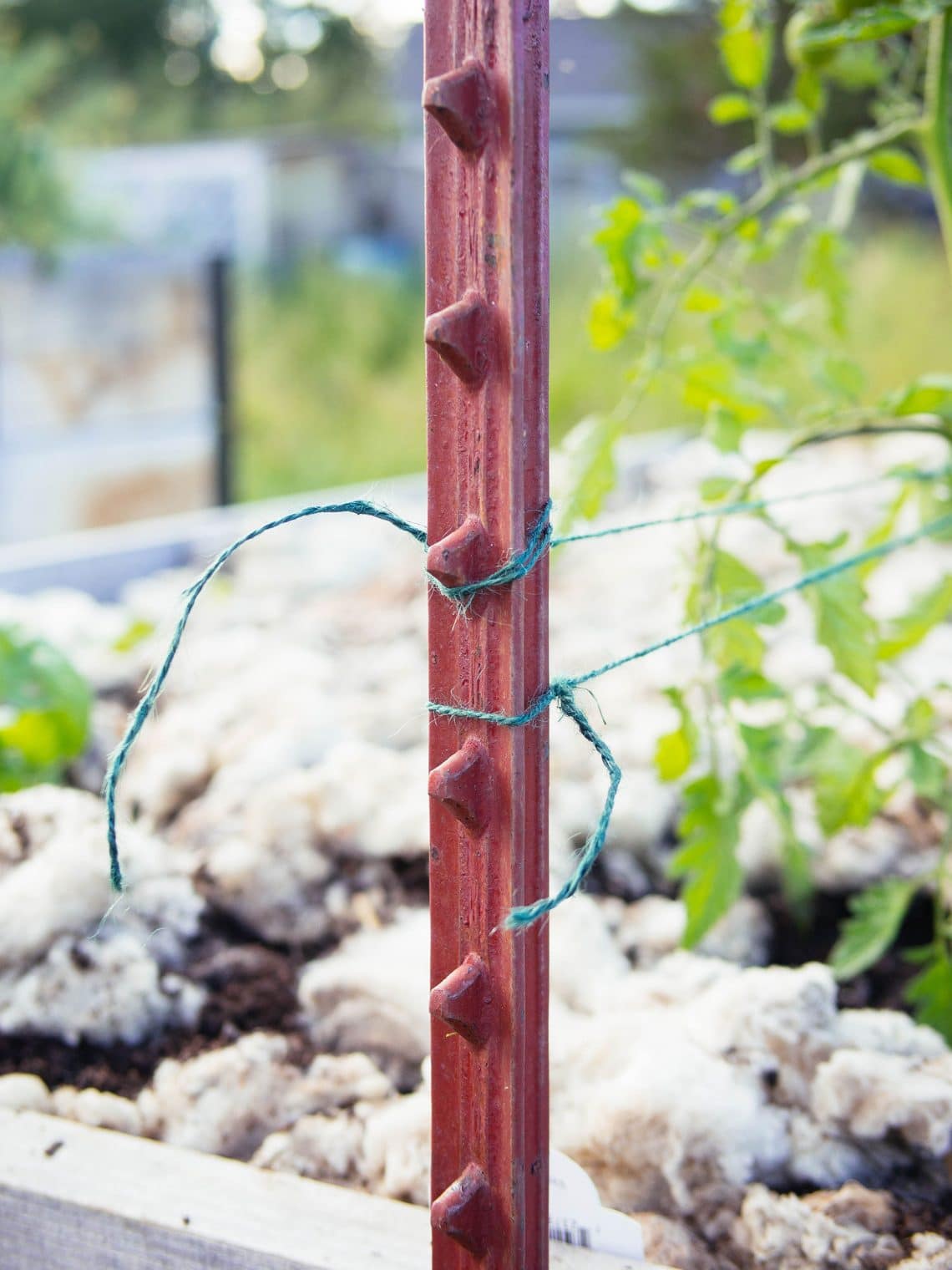 Florida Weave: A Better Way to Trellis Tomatoes - Garden Betty