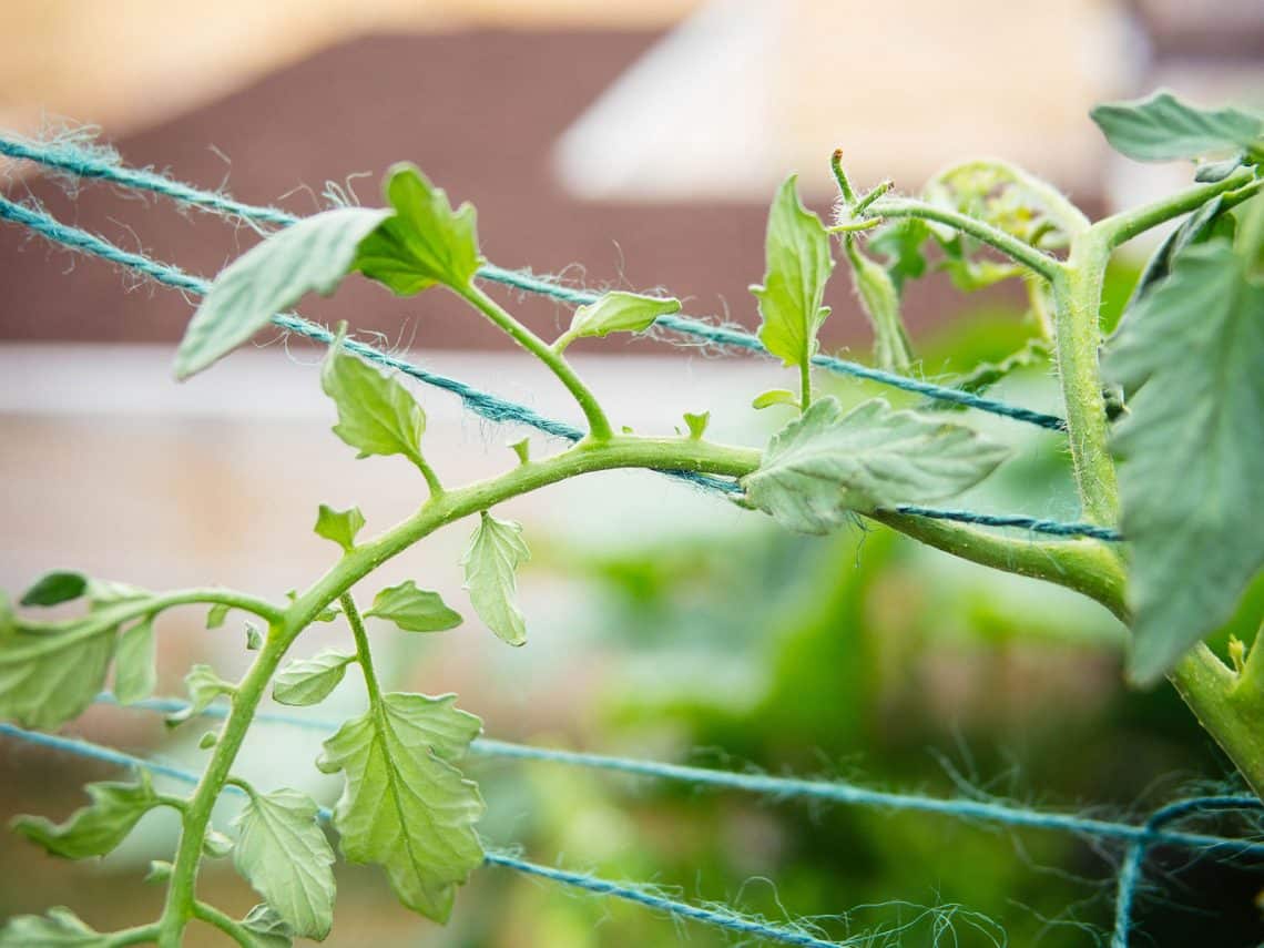 Florida Weave: A Better Way to Trellis Tomatoes - Garden Betty