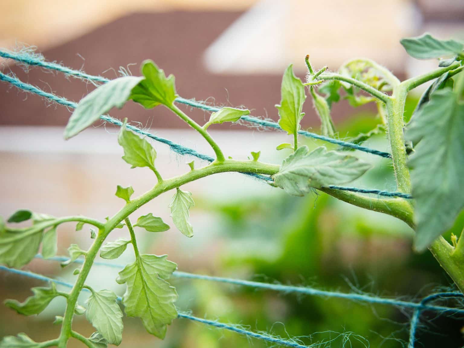 Florida Weave: A Better Way to Trellis Tomatoes - Garden Betty