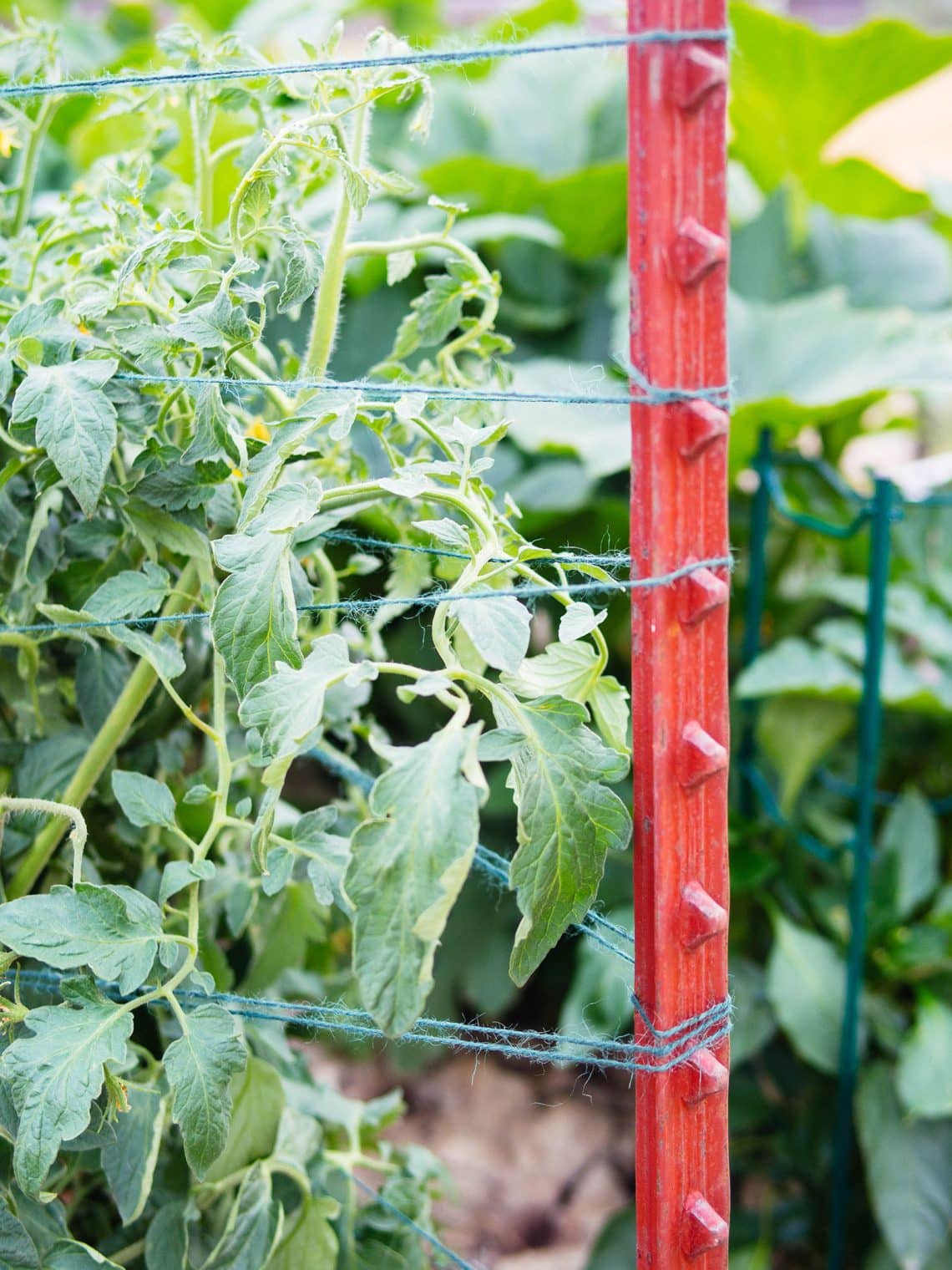Florida Weave: A Better Way to Trellis Tomatoes - Garden Betty