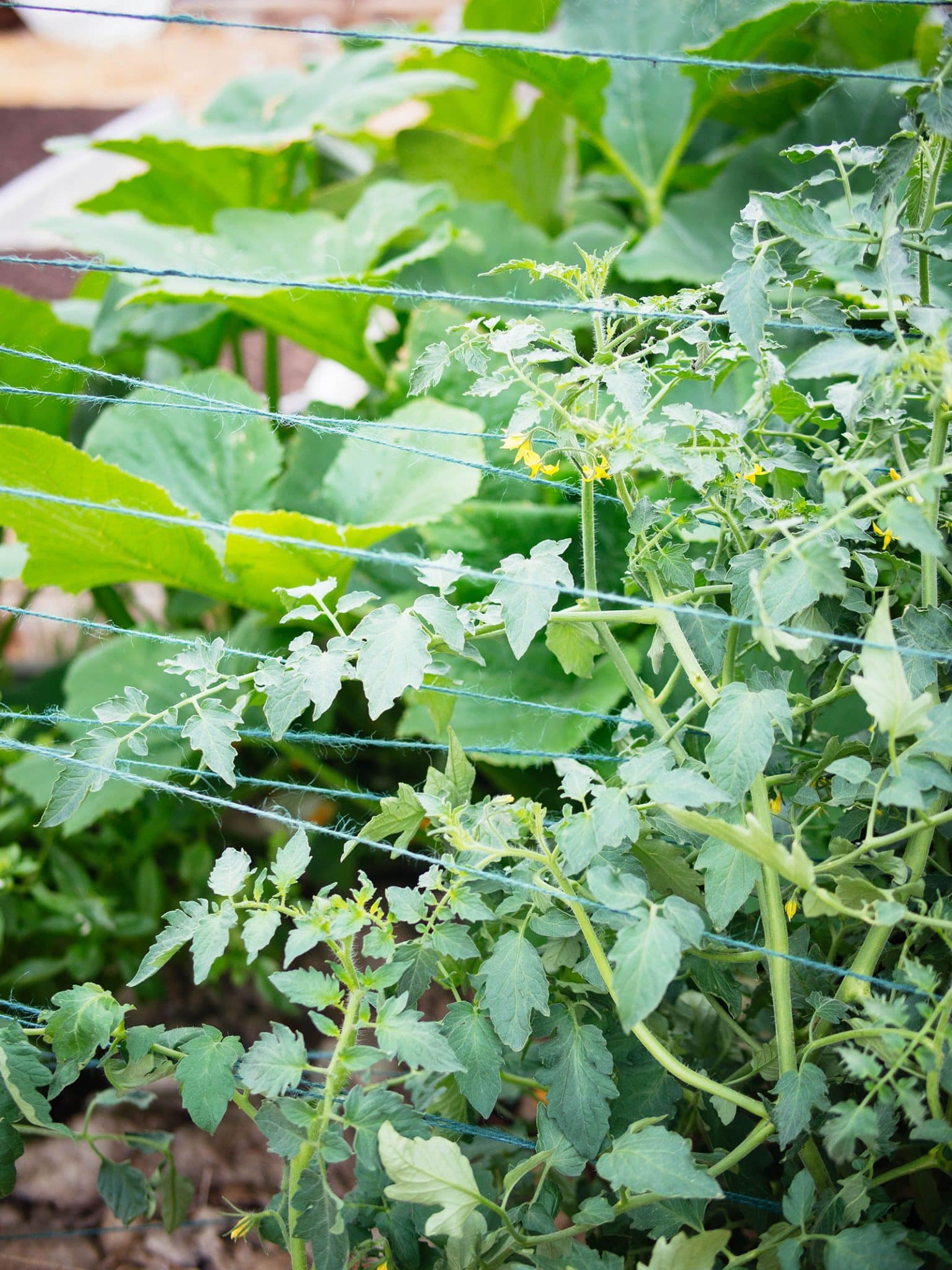 Florida Weave: A Better Way to Trellis Tomatoes - Garden Betty