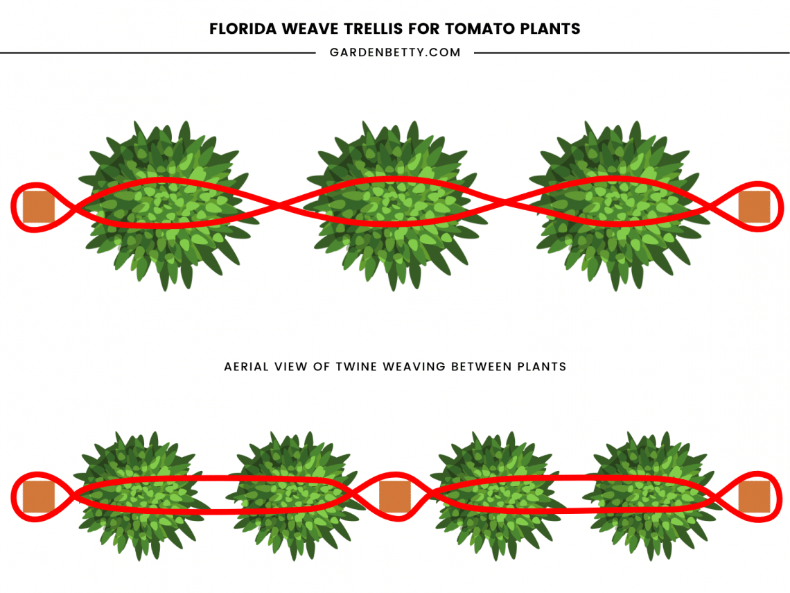 Florida Weave: A Better Way to Trellis Tomatoes - Garden Betty