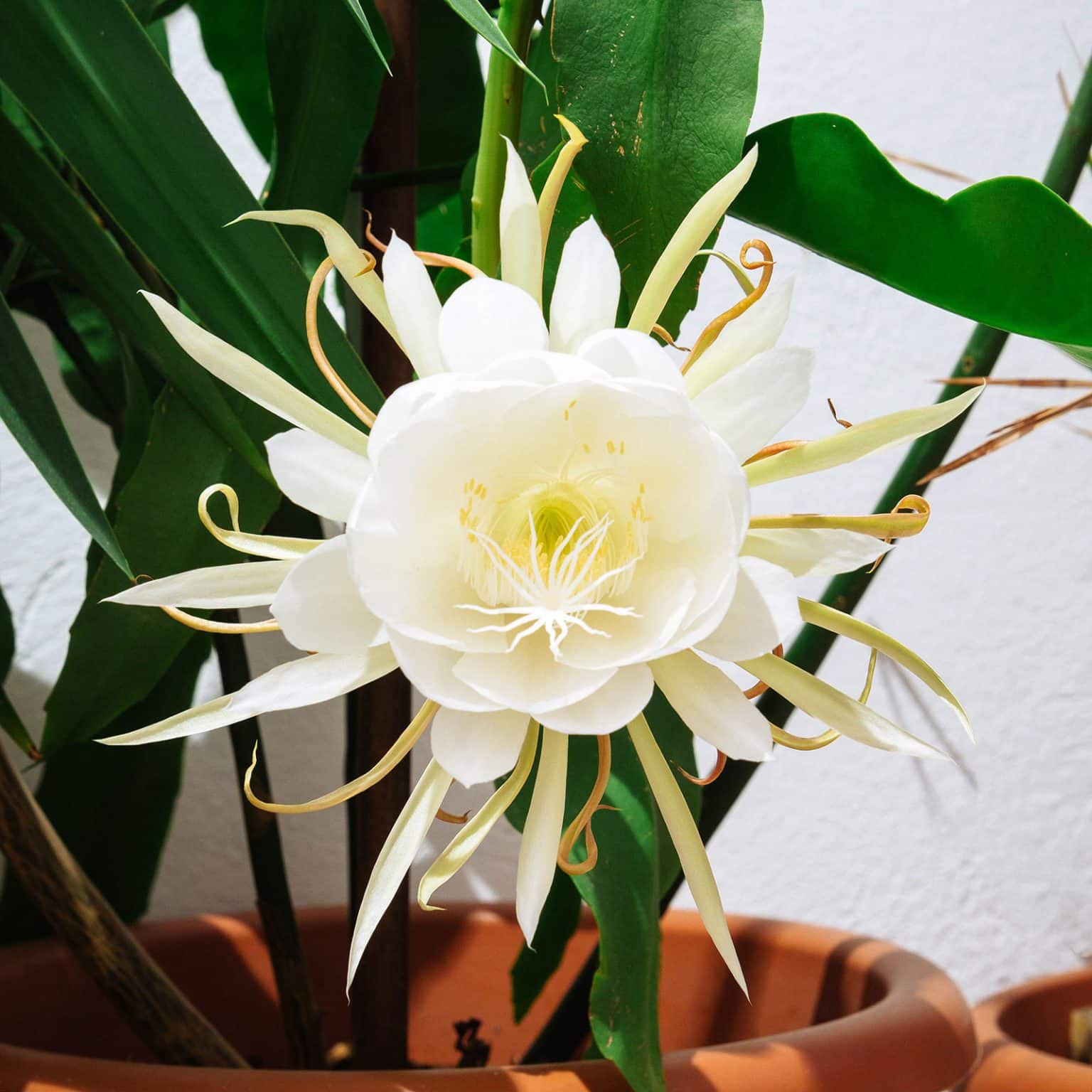 9 Cactus Varieties With Amazing Flowers: Blooming Houseplants You'll ...