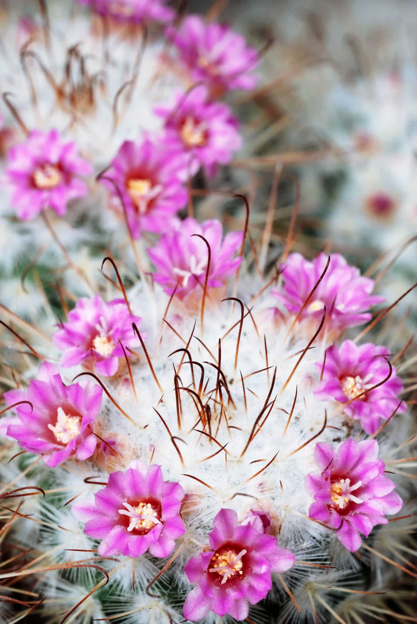 9 Cactus Varieties With Amazing Flowers: Blooming Houseplants You'll ...