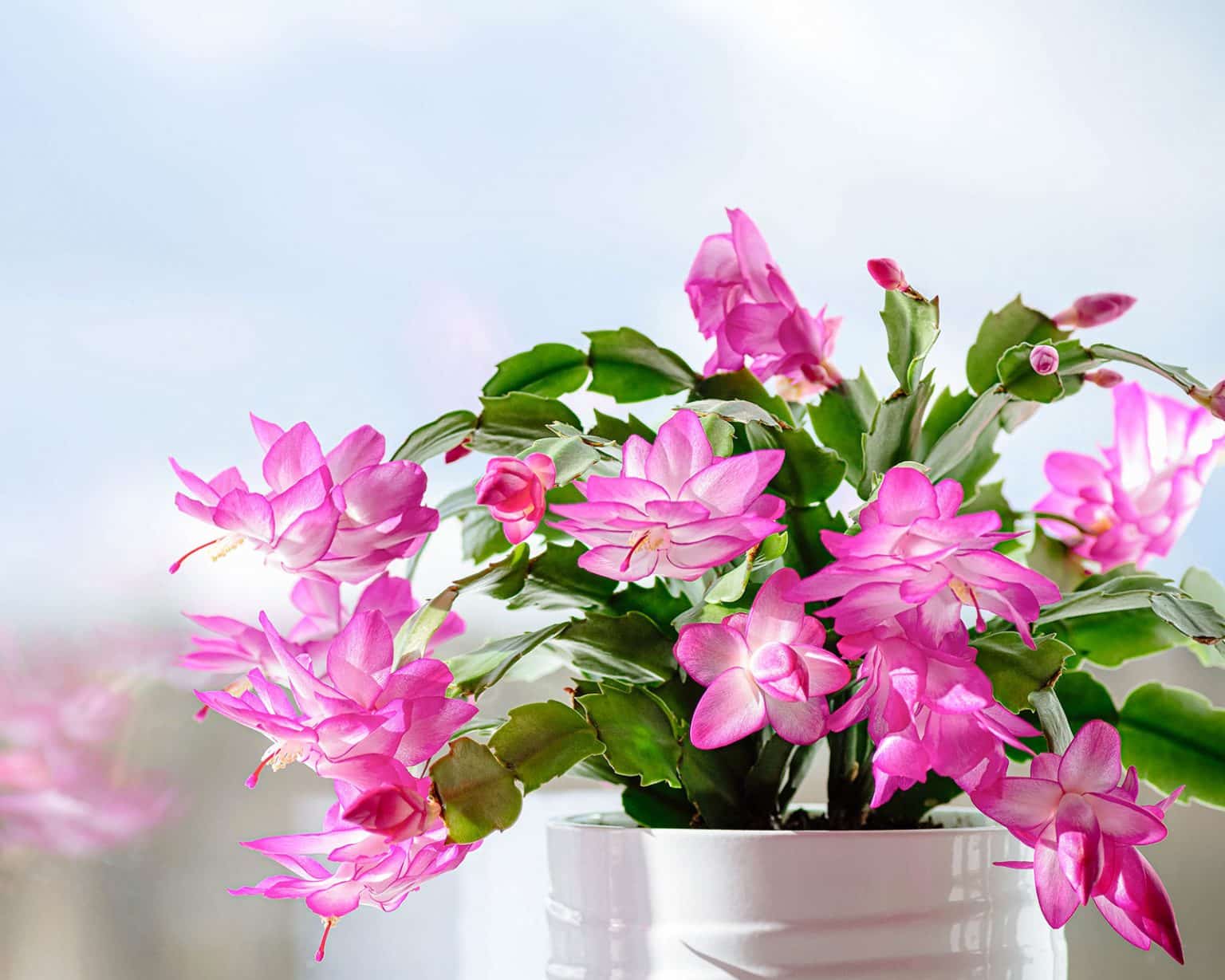 9 Cactus Varieties With Amazing Flowers: Blooming Houseplants You'll ...