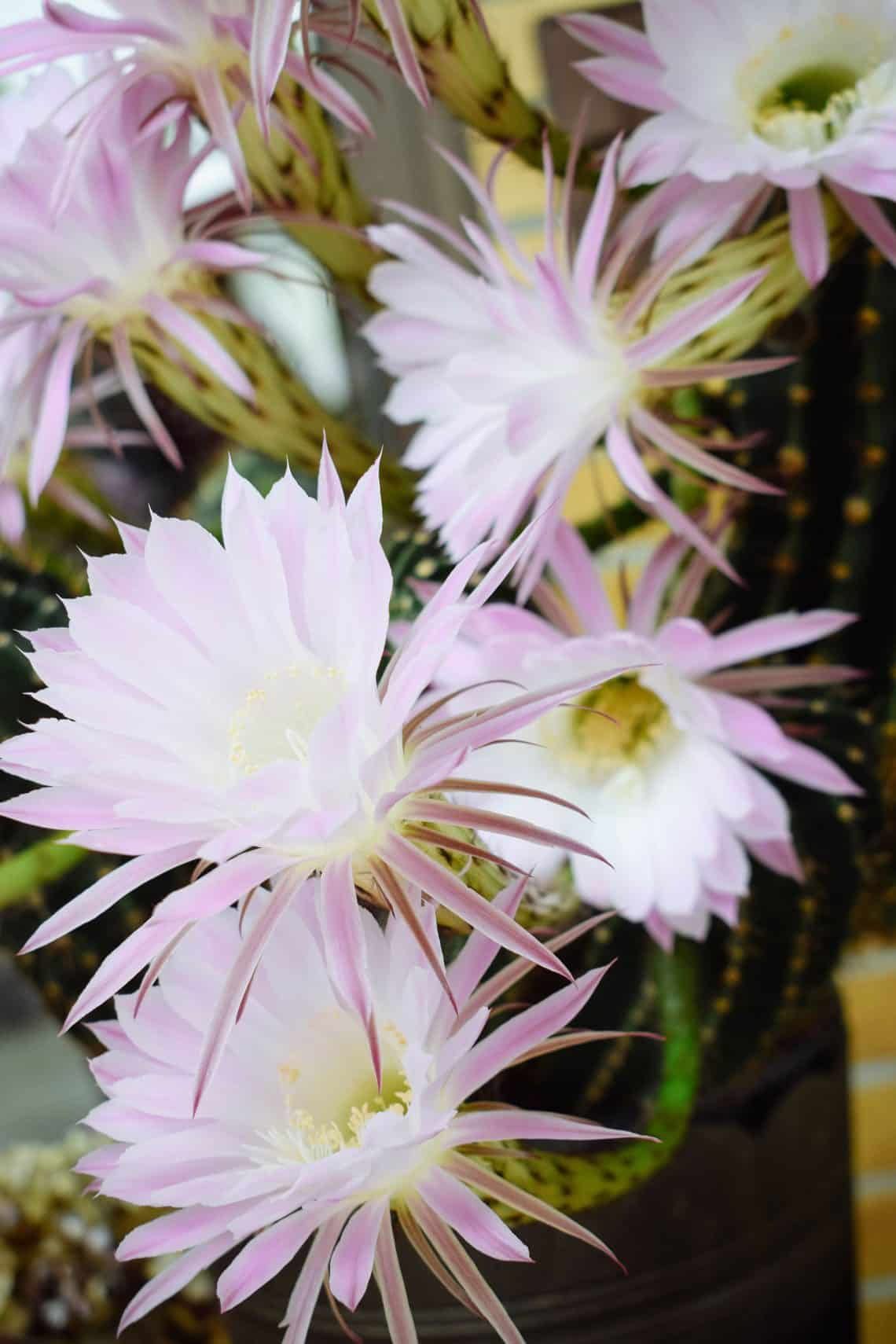 9 Cactus Varieties With Amazing Flowers: Blooming Houseplants You'll ...