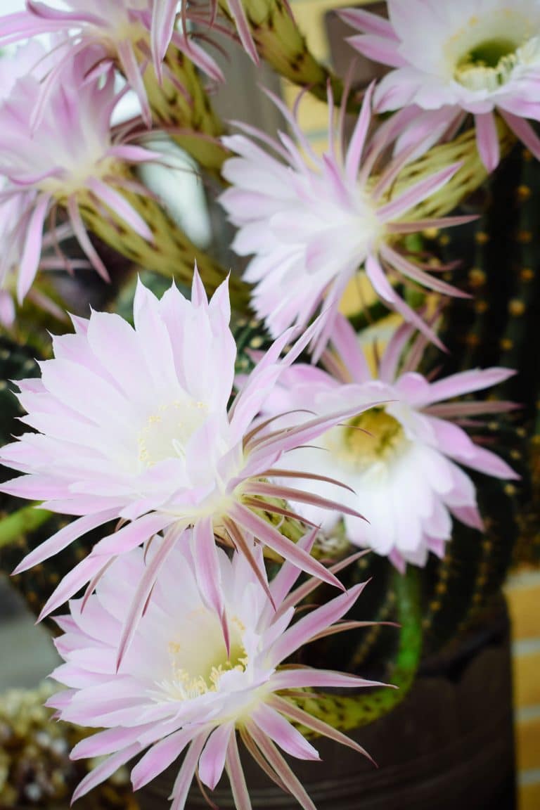 9 Cactus Varieties With Amazing Flowers: Blooming Houseplants You'll ...