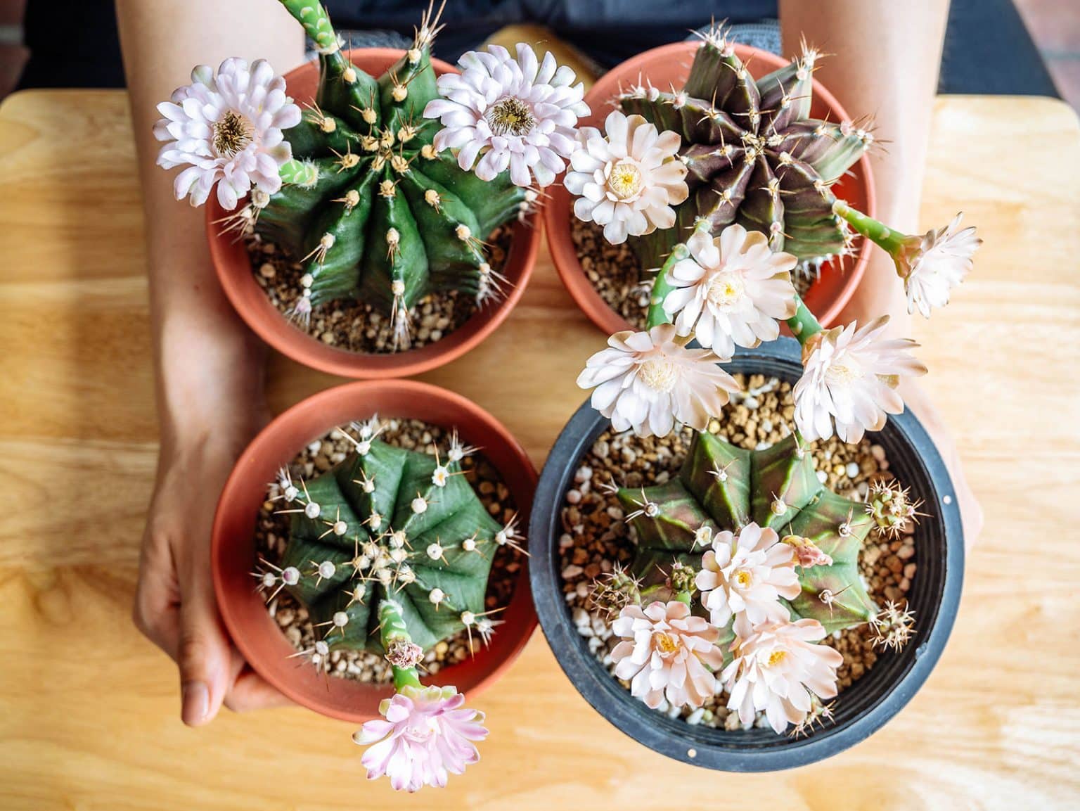 9 Cactus Varieties With Amazing Flowers: Blooming Houseplants You’ll ...