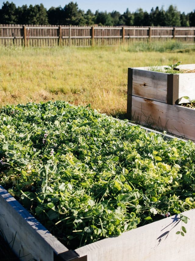 Breaking It Down: 12 Best Types of Organic Mulch - Garden Betty
