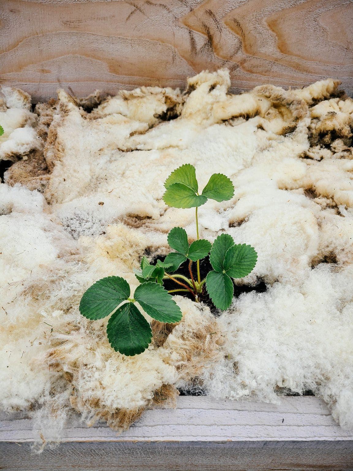 Breaking It Down: 12 Best Types of Organic Mulch – Garden Betty