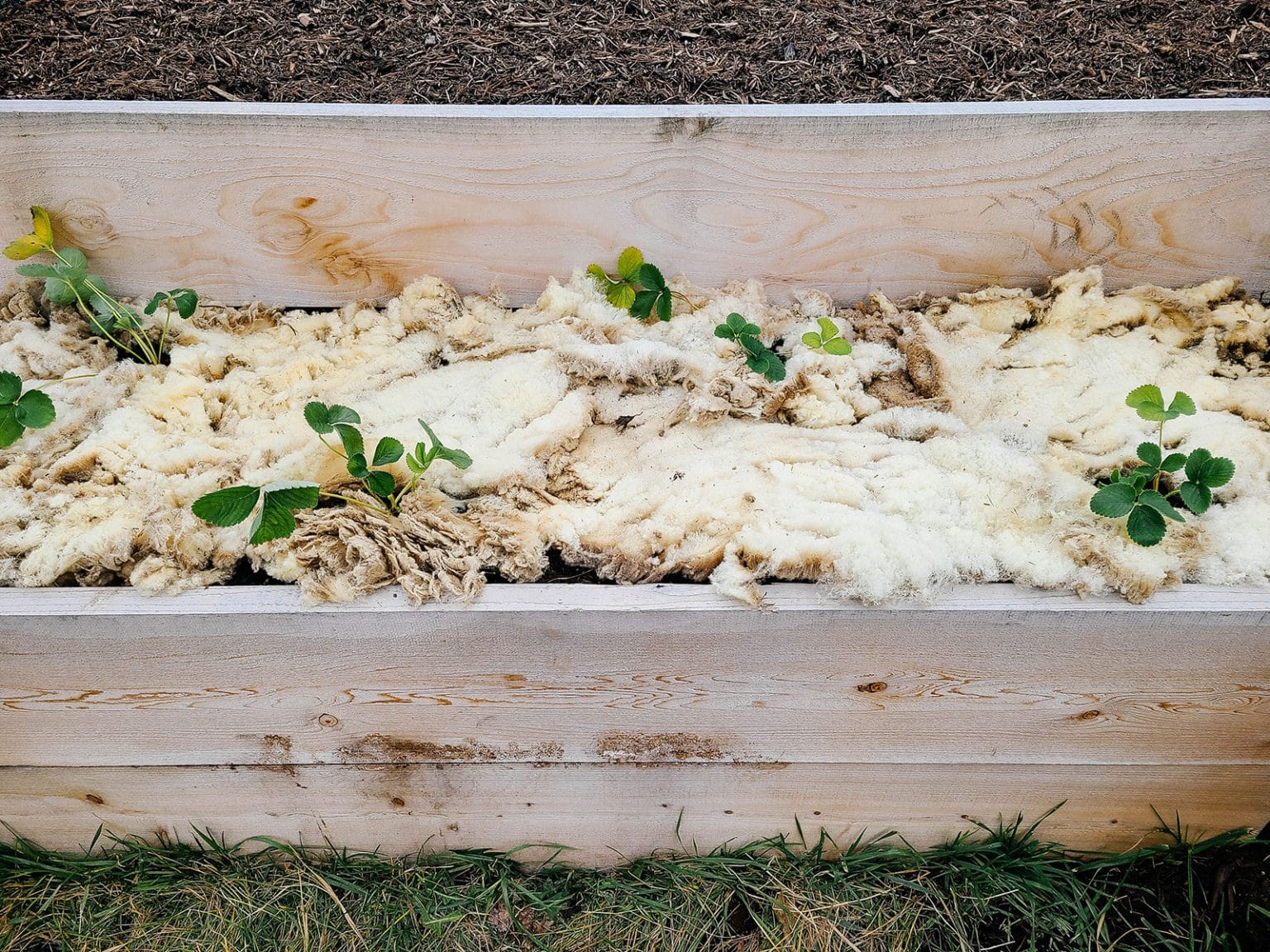 Breaking It Down: 12 Best Types of Organic Mulch - Garden Betty